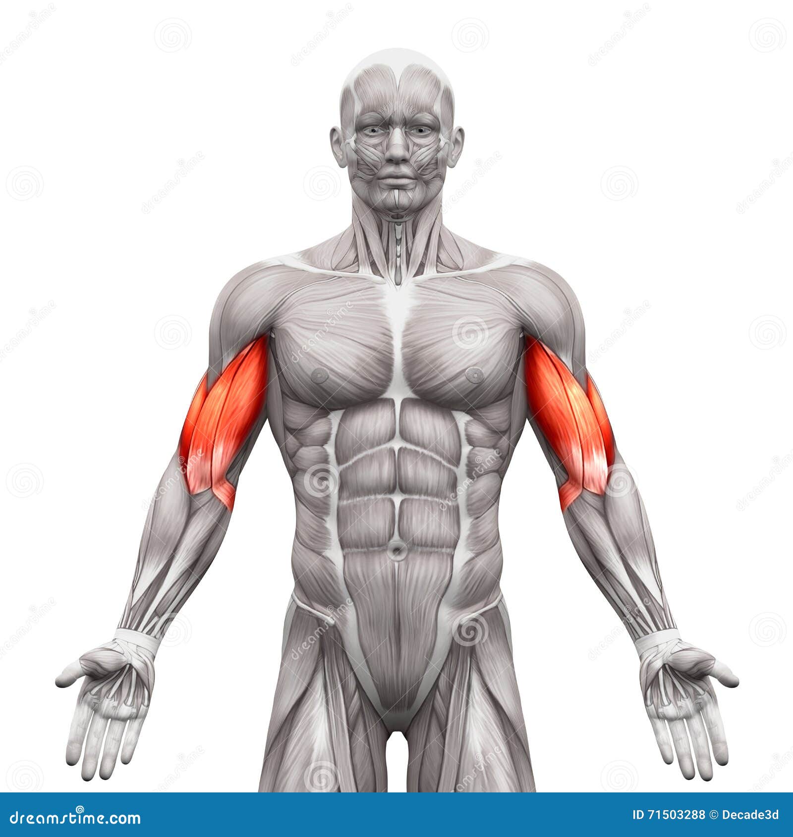El Bíceps Muscles Los Músculos De La Anatomía Aislados En Blanco El