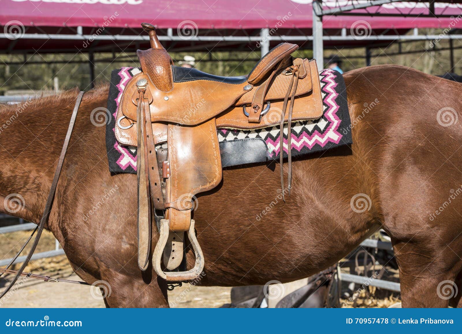 El Caballo Con La Silla De Montar Foto de archivo - Imagen de equipo ...