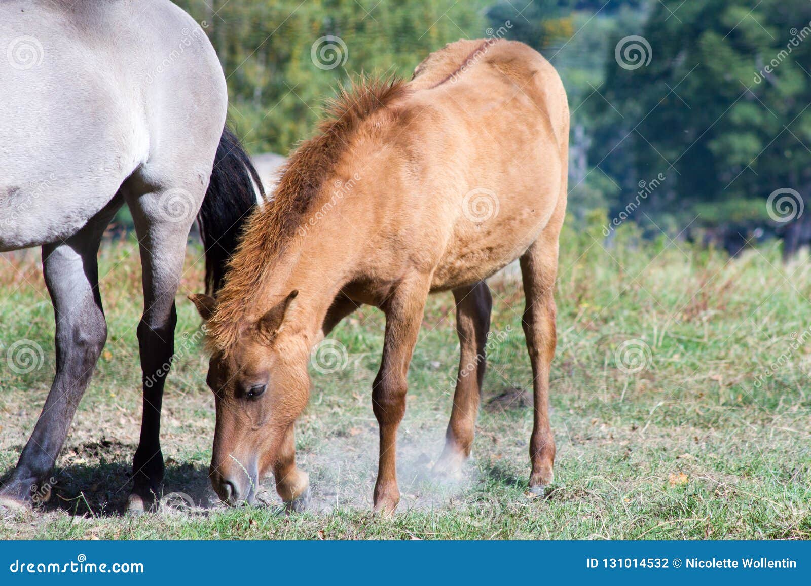 El caballo de Tarpan foto de archivo. Imagen de campo - 131014532