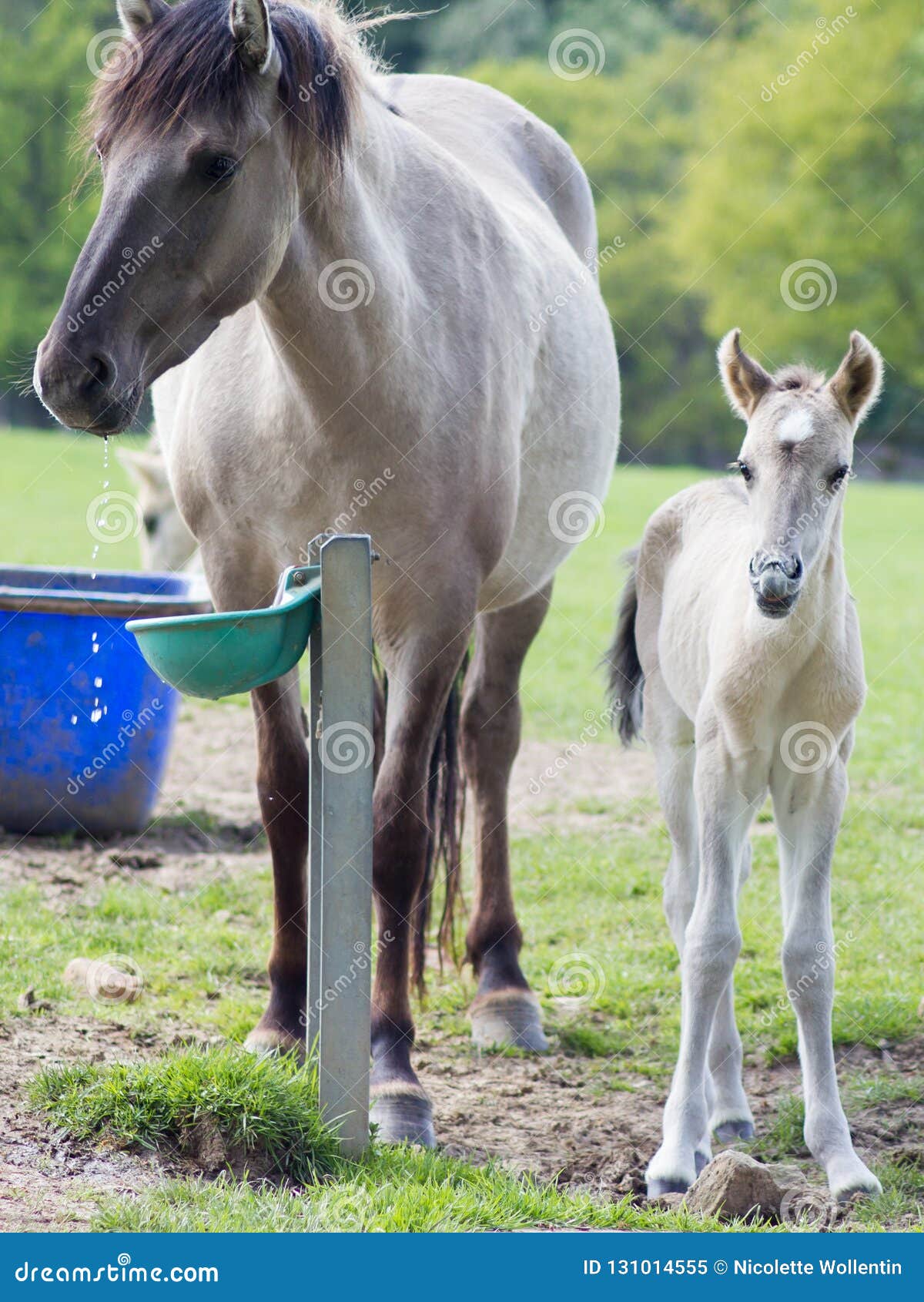 El caballo de Tarpan imagen de archivo. Imagen de melena - 131014555