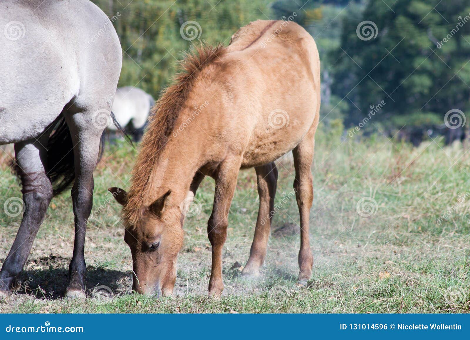 El caballo de Tarpan foto de archivo. Imagen de hermoso - 131014596