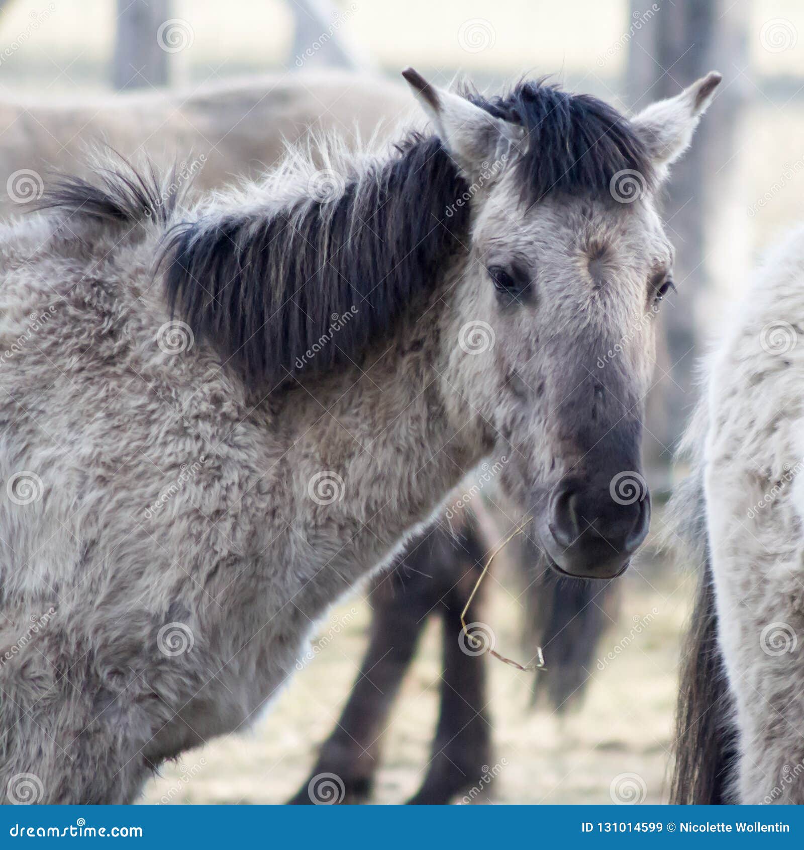 El caballo de Tarpan imagen de archivo. Imagen de bebé - 131014599