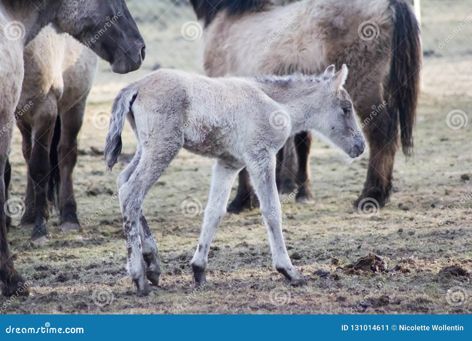 El caballo de Tarpan imagen de archivo. Imagen de bosque - 131014611