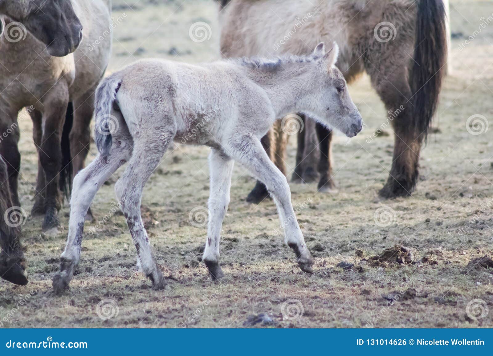 El caballo de Tarpan foto de archivo. Imagen de campo - 131014626