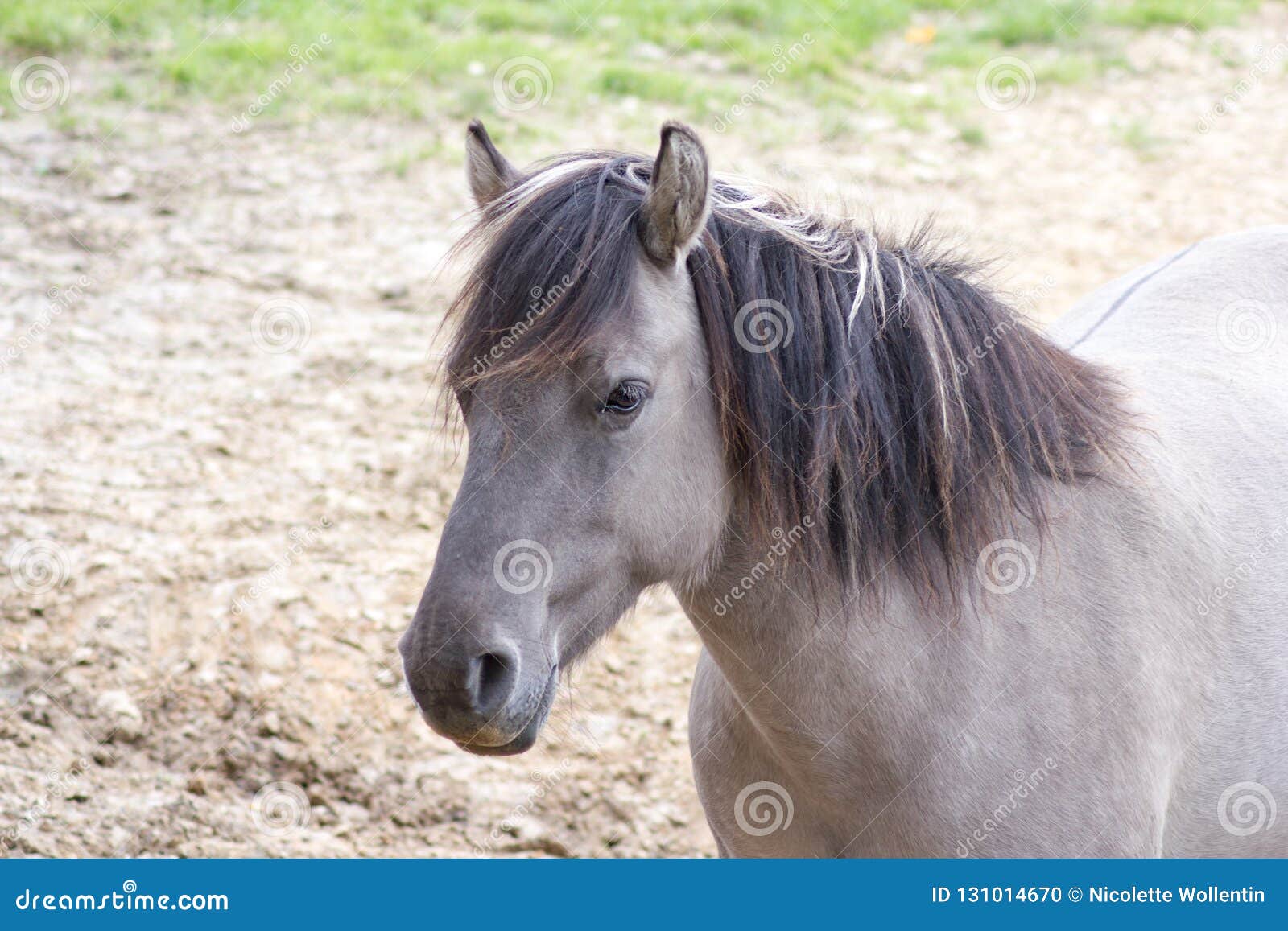El caballo de Tarpan foto de archivo. Imagen de fauna - 131014670