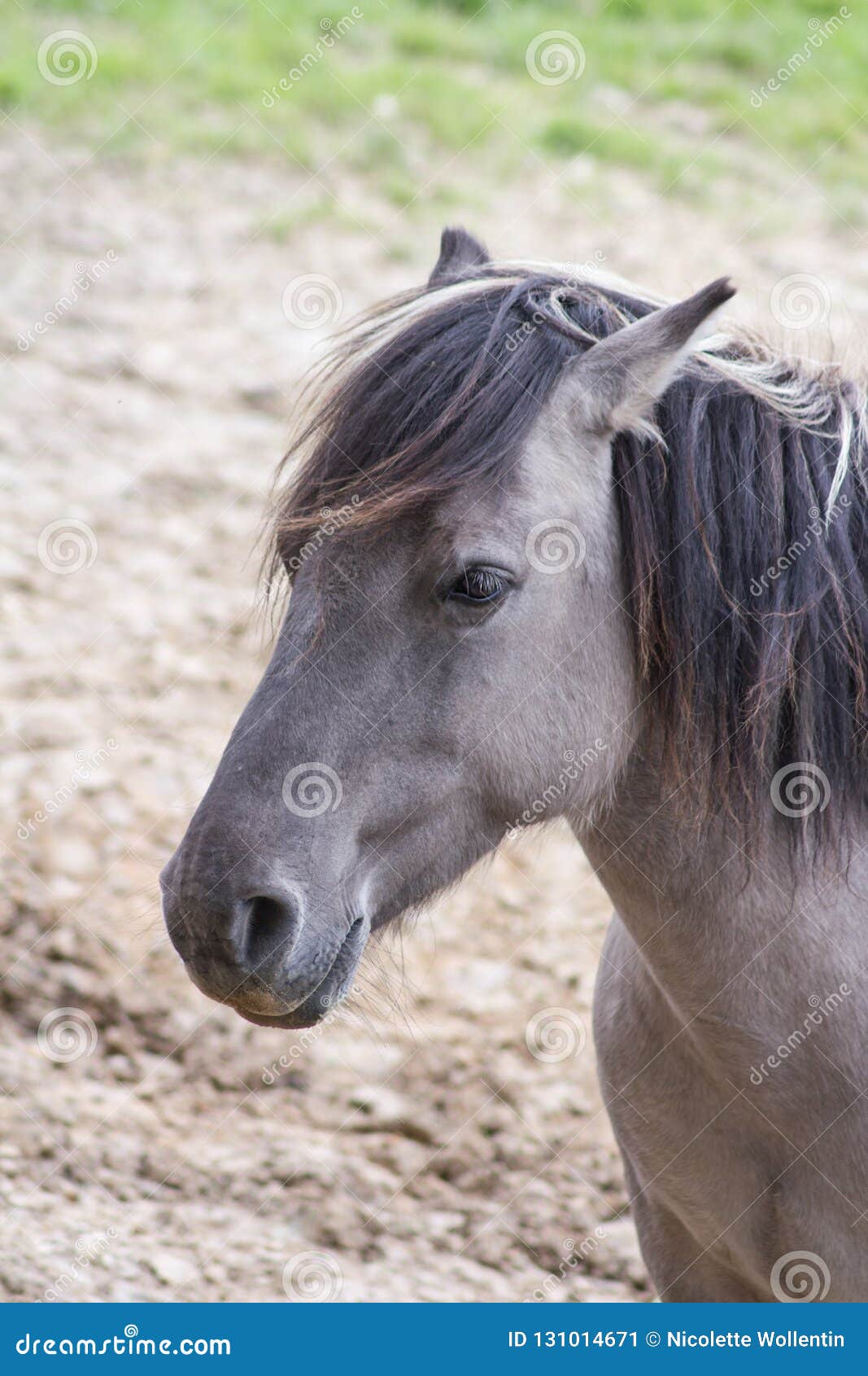 El caballo de Tarpan imagen de archivo. Imagen de fauna - 131014671