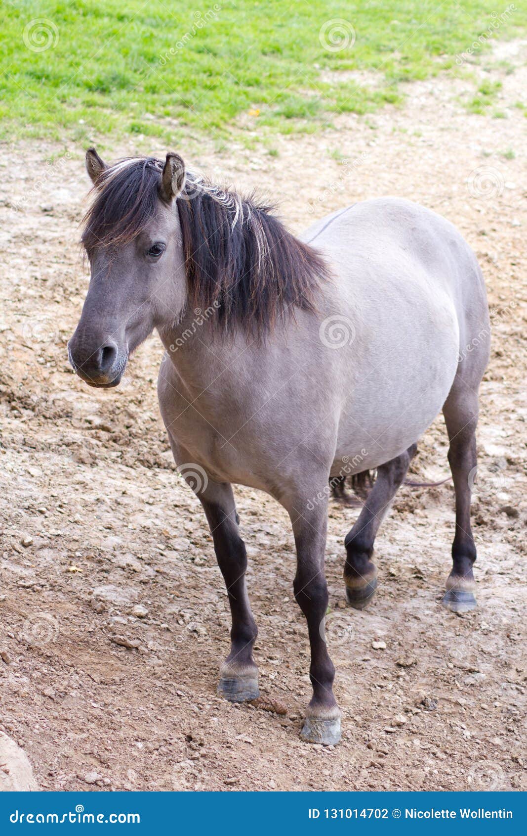 El caballo de Tarpan foto de archivo. Imagen de cara - 131014702