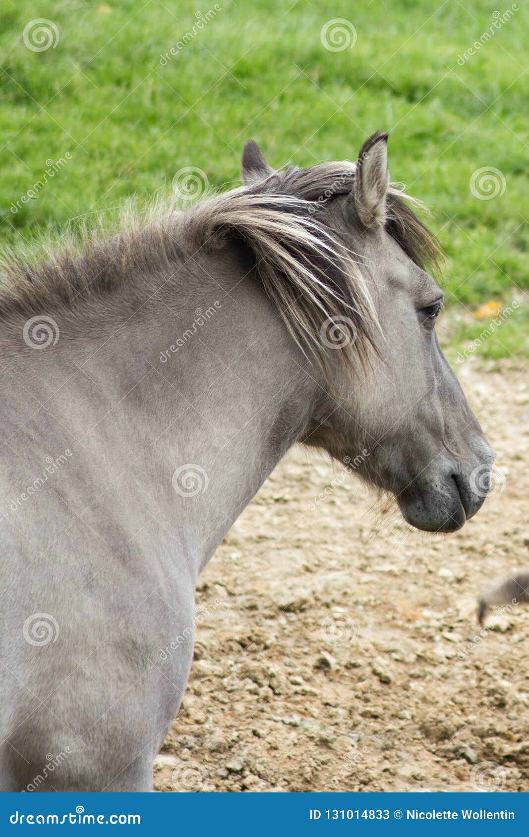 El caballo de Tarpan imagen de archivo. Imagen de hierba - 131014833