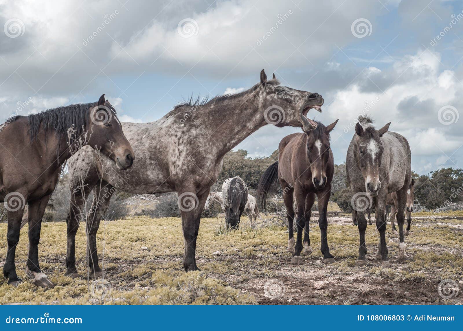 El caballo del relincho imagen de archivo. Imagen de minimalista ...