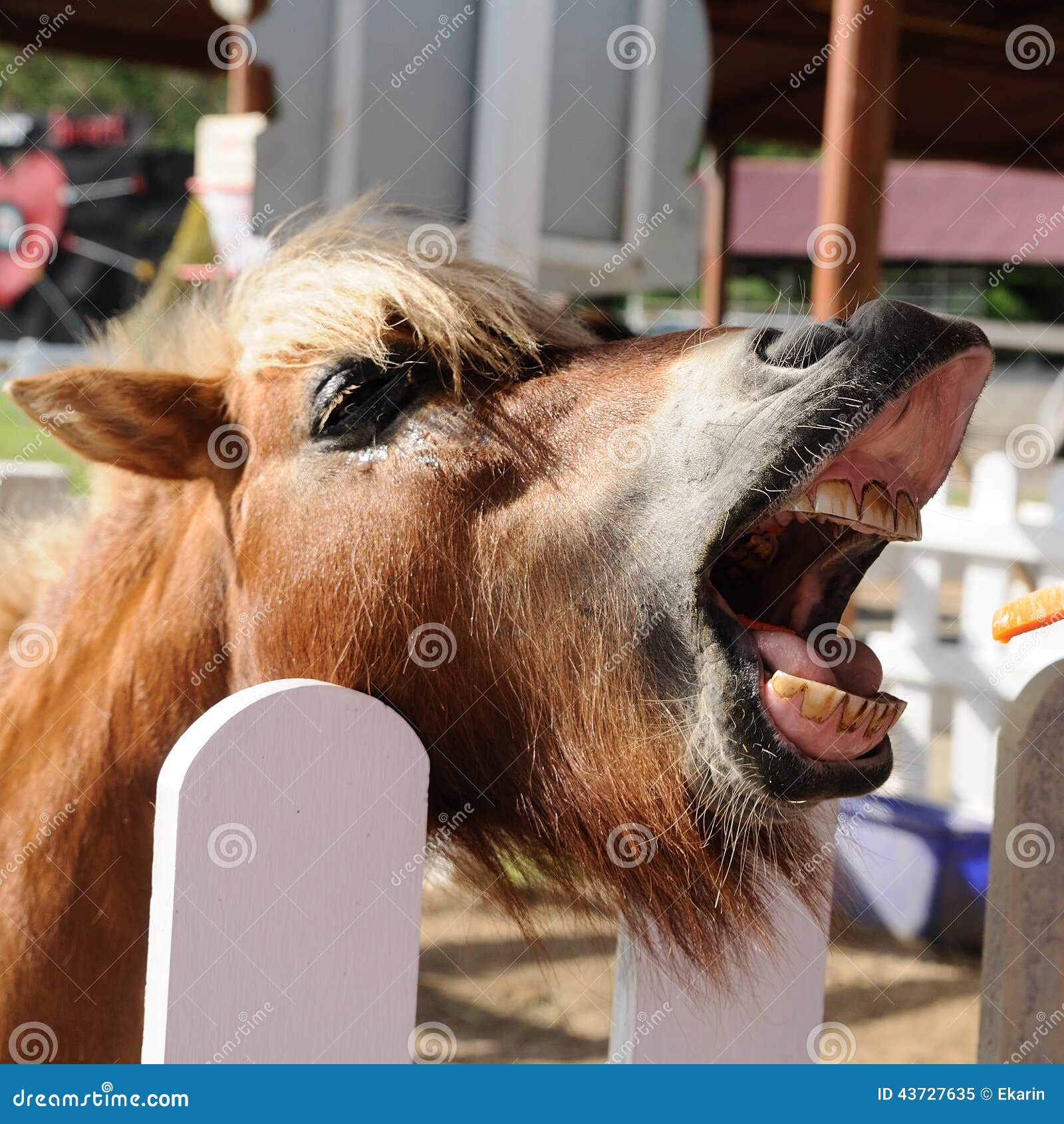 El Caballo Está Esperando Con La Boca Abierta Para Comer Imagen de ...