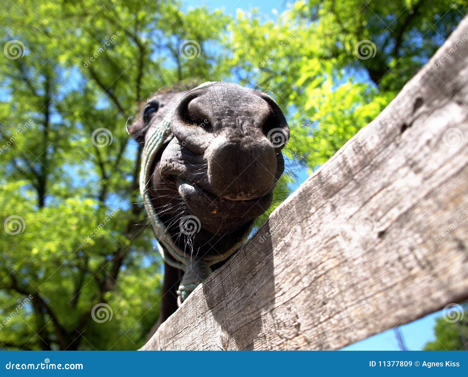 El caballo feo sonriente imagen de archivo. Imagen de animal - 11377809