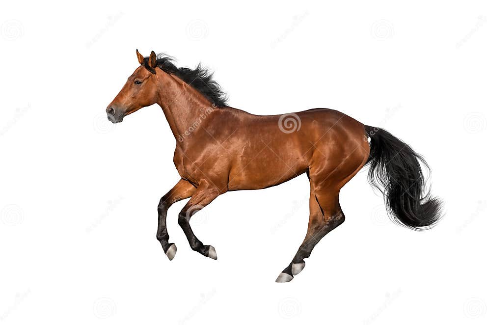 El caballo galopa aislado foto de archivo. Imagen de salvaje - 136438544