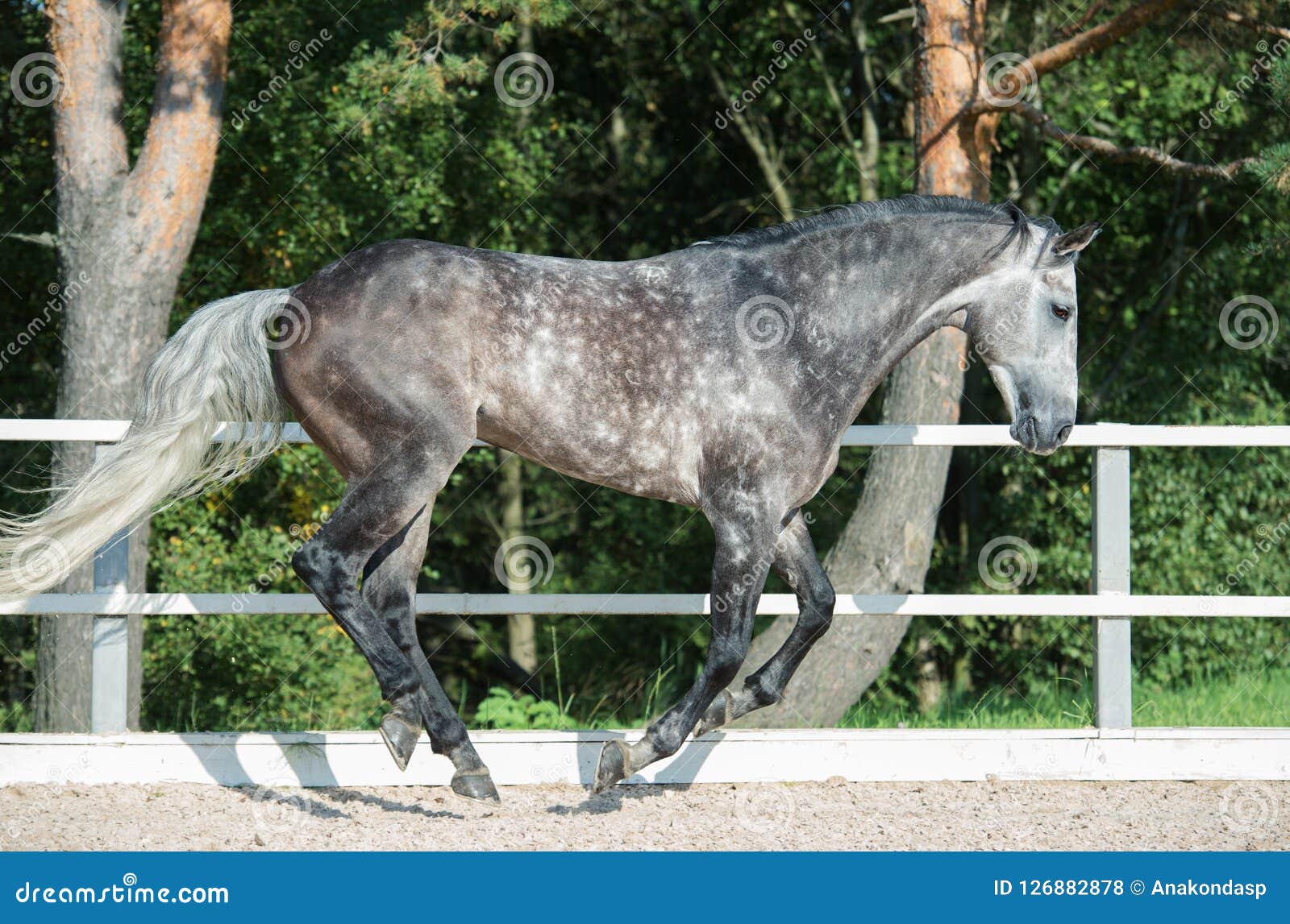 El Caballo Gris Corriente Adentro Maneja Foto de archivo - Imagen de ...