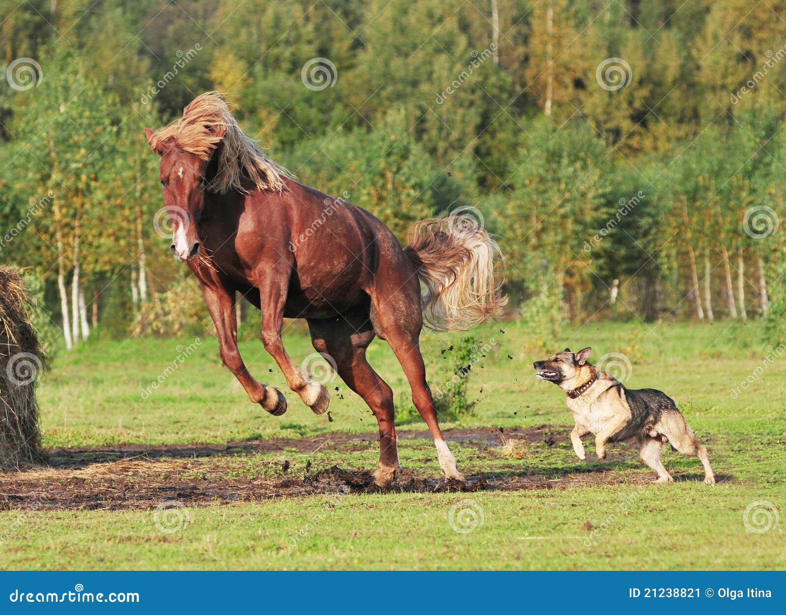 El Caballo Y El Perro Juegan Juntos Imagen de archivo - Imagen: 21238821