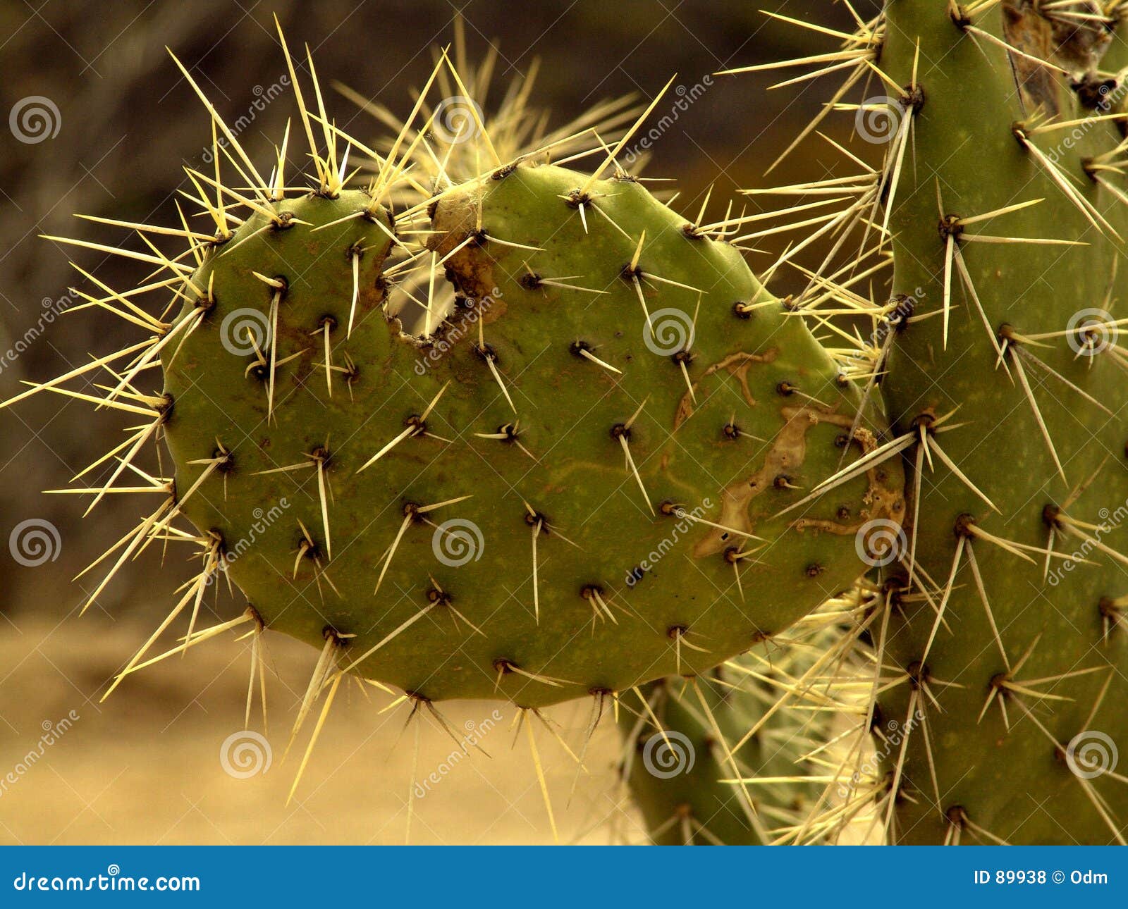 El cacto llamó a Nopal foto de archivo. Imagen de méxico - 89938