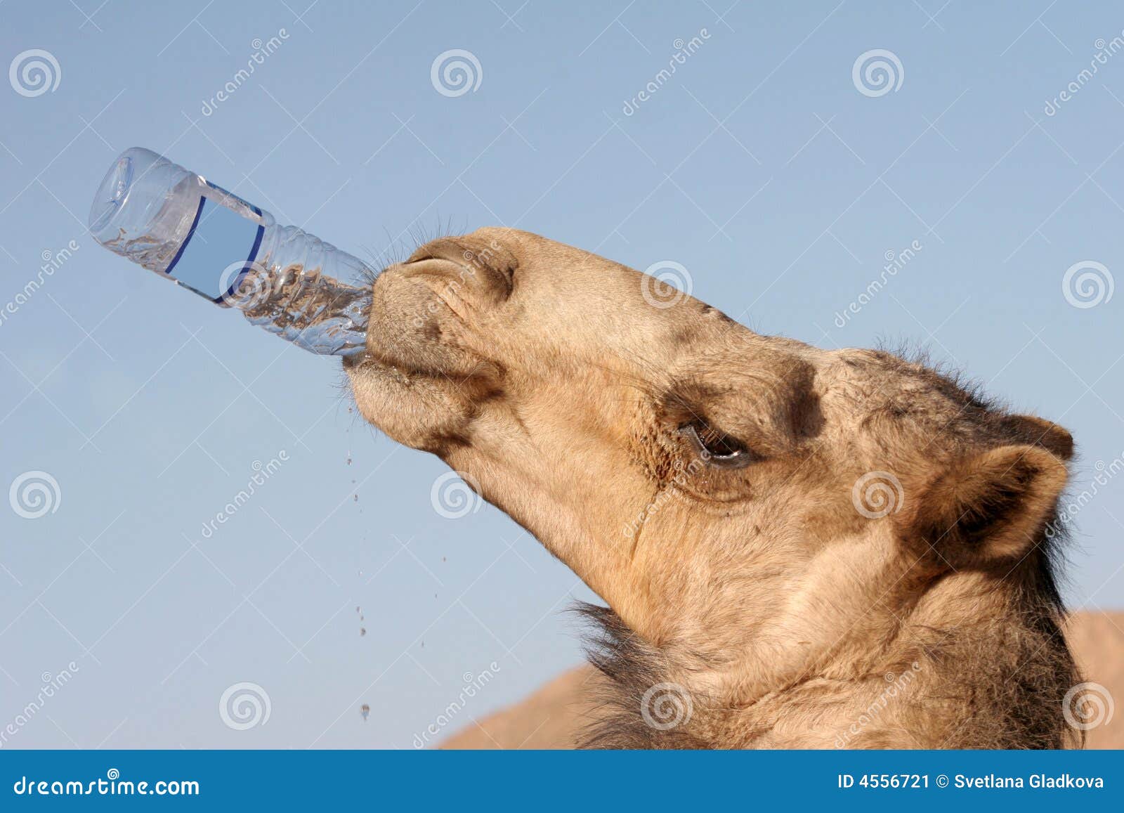 El camello bebe el agua imagen de archivo. Imagen de cielo - 4556721