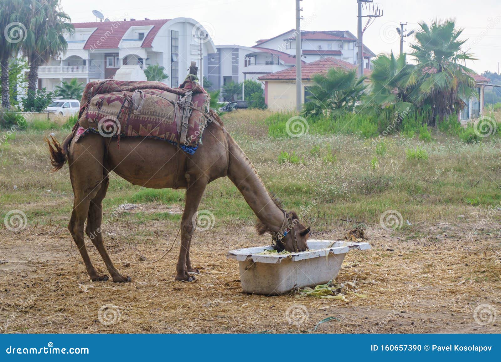El Camello Come Comida Del Valle Foto de archivo - Imagen de lindo ...
