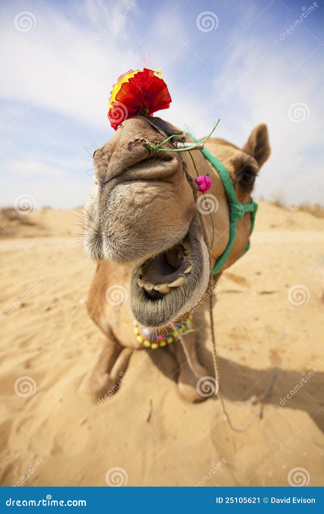 El camello de risa. imagen de archivo. Imagen de arena - 25105621