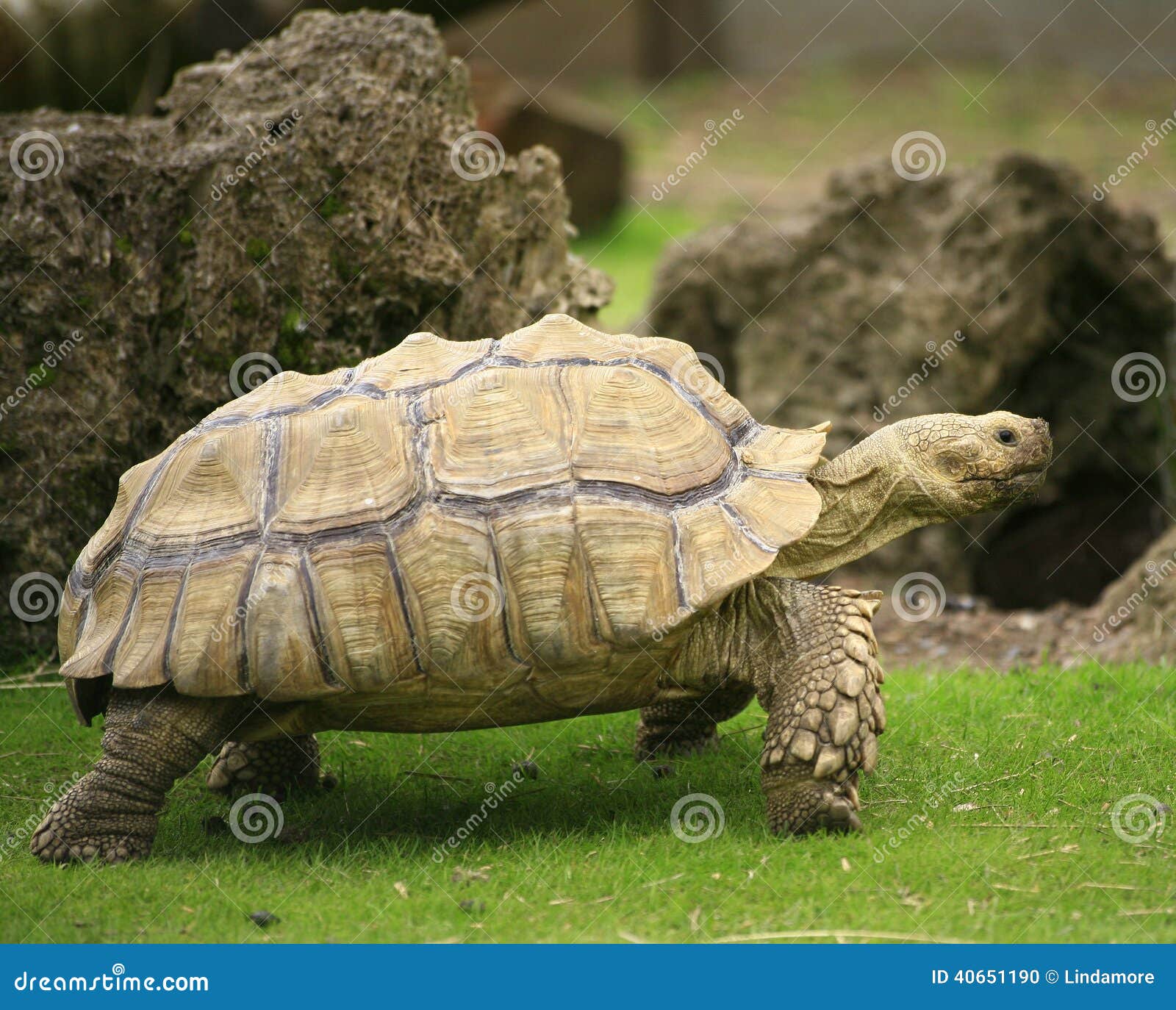 El caminar de la tortuga foto de archivo. Imagen de salvaje - 40651190