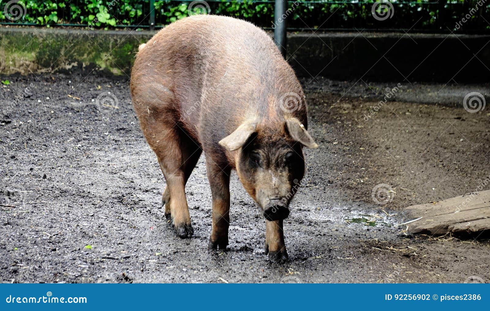El Caminar Del Cerdo Del Duroc-Jersey Foto de archivo - Imagen de ...