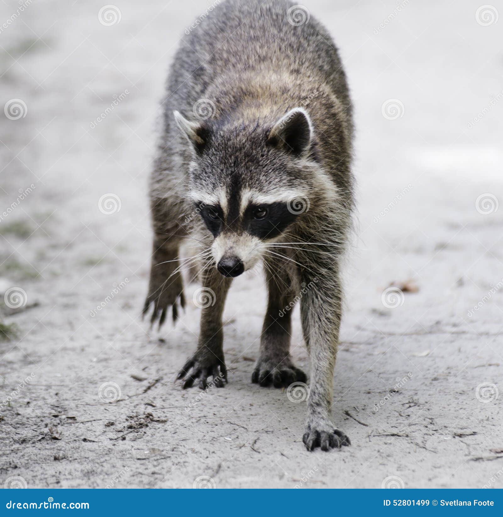 El caminar del mapache imagen de archivo. Imagen de caminar - 52801499