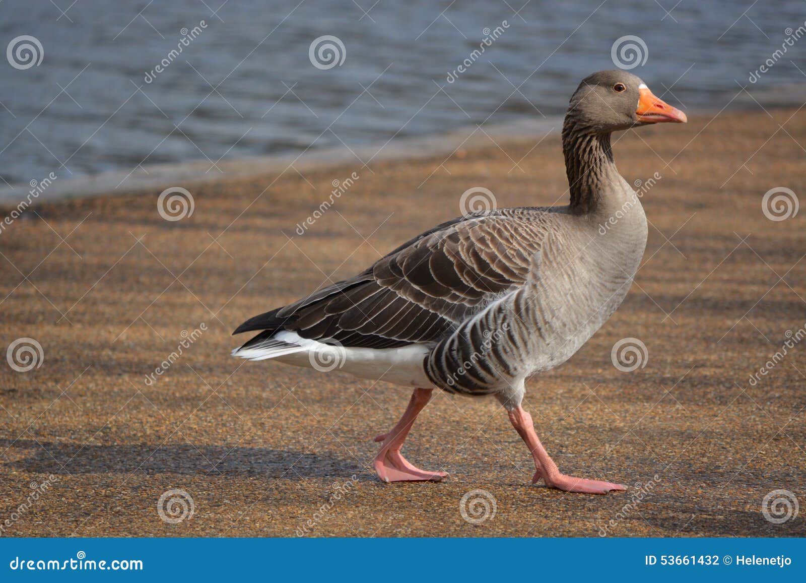 El caminar del pato foto de archivo. Imagen de foto, noruega - 53661432