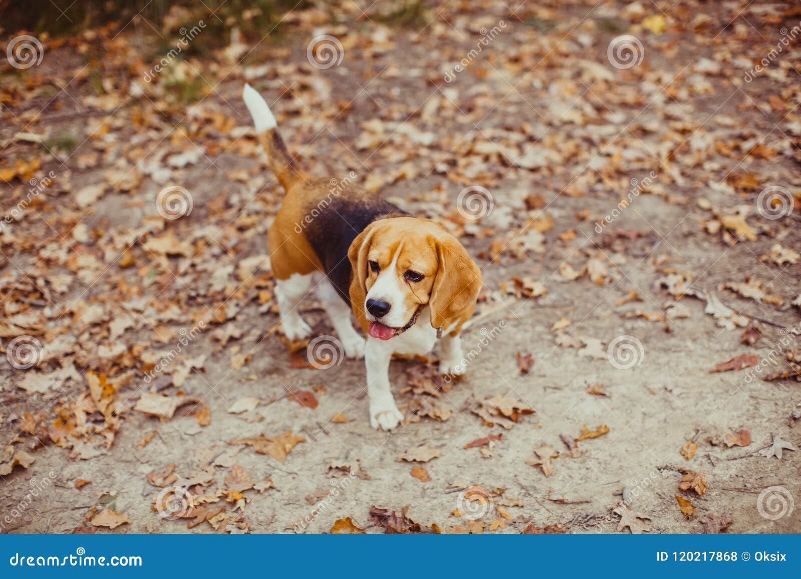 El Caminar Del Perro Del Beagle Foto de archivo - Imagen de rojo, casta ...