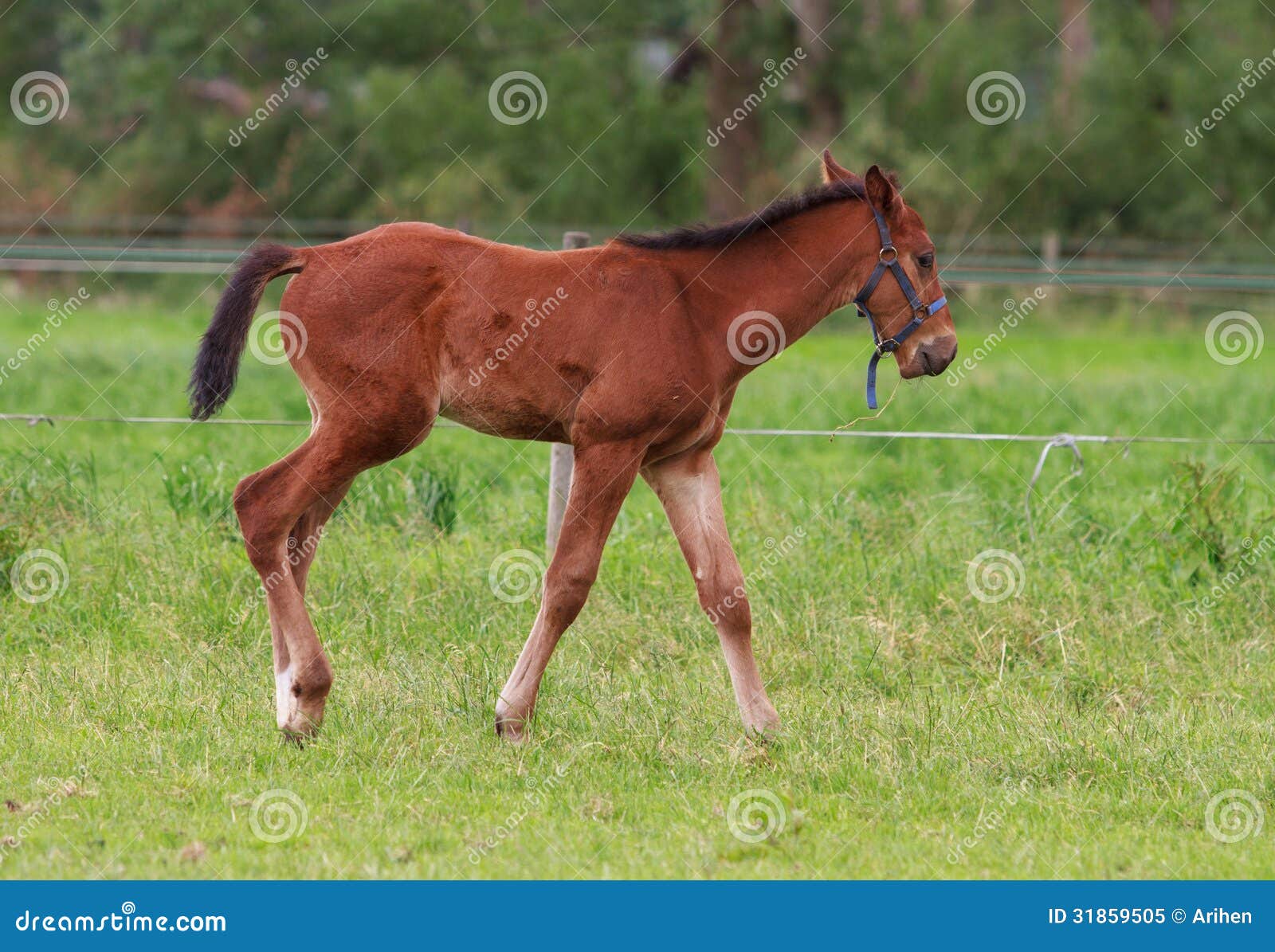 El Caminar Del Potro Del Caballo Imagen de archivo - Imagen de pista ...