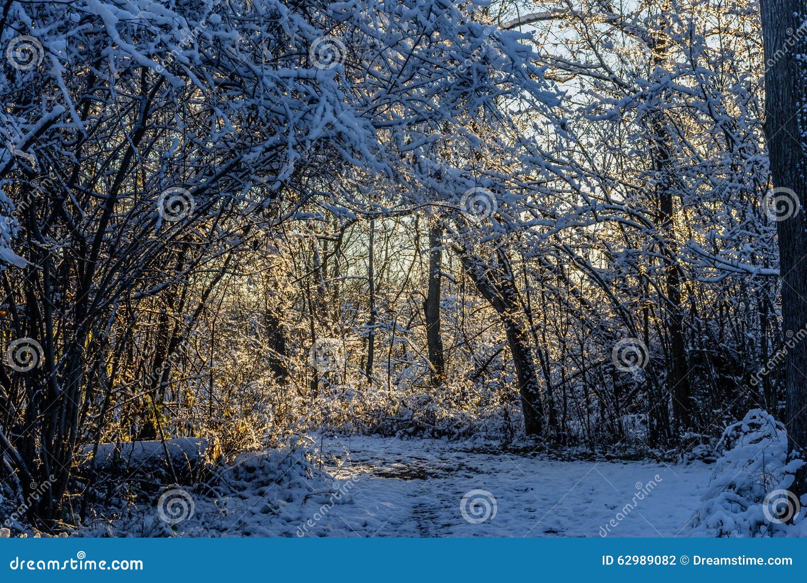 El Caminar a Través Del Bosque Frío Foto de archivo - Imagen de fresco ...