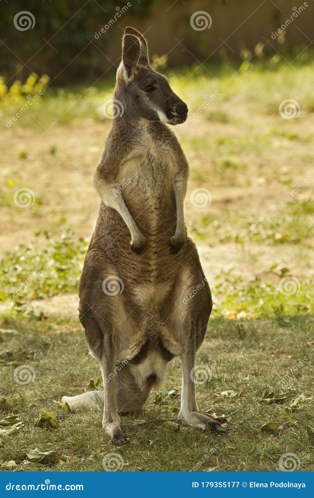 El Canguro Rojo Macropus Rufus. Imagen de archivo - Imagen de primer ...