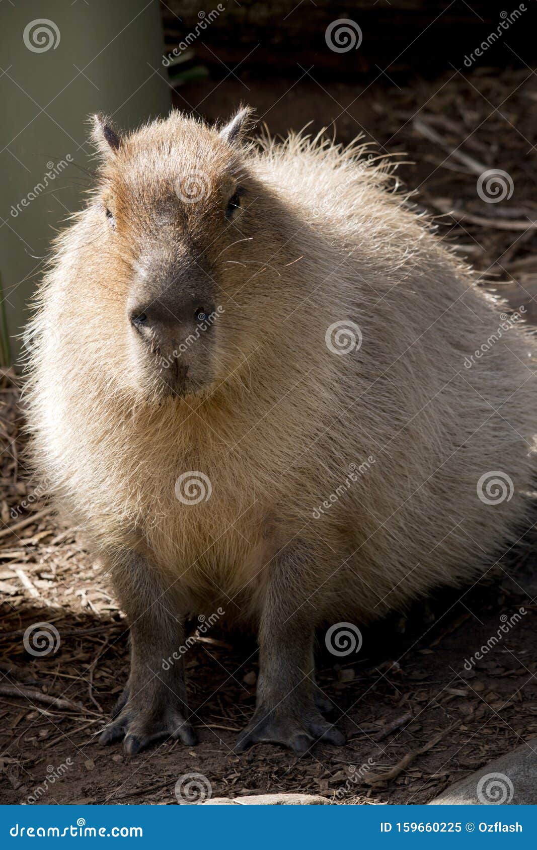 El capibara estÃ¡ sentado imagen de archivo. Imagen de latigazos ...