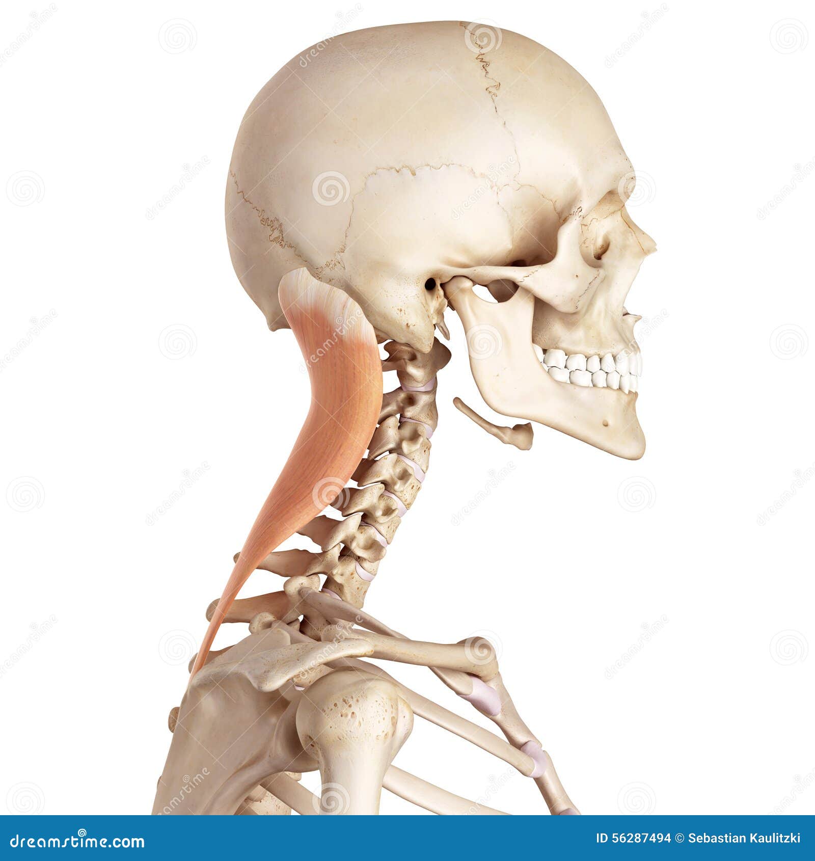 El capitis del esplenio stock de ilustración. Ilustración de biomédico ...