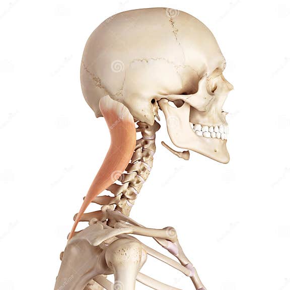 El capitis del esplenio stock de ilustración. Ilustración de biomédico ...