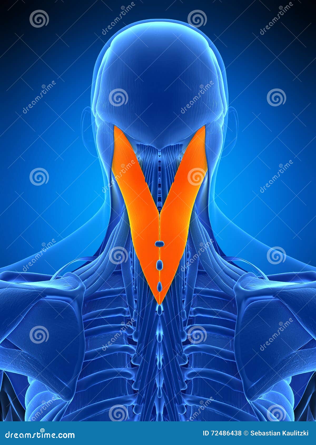 El capitis del esplenio stock de ilustración. Ilustración de cara ...