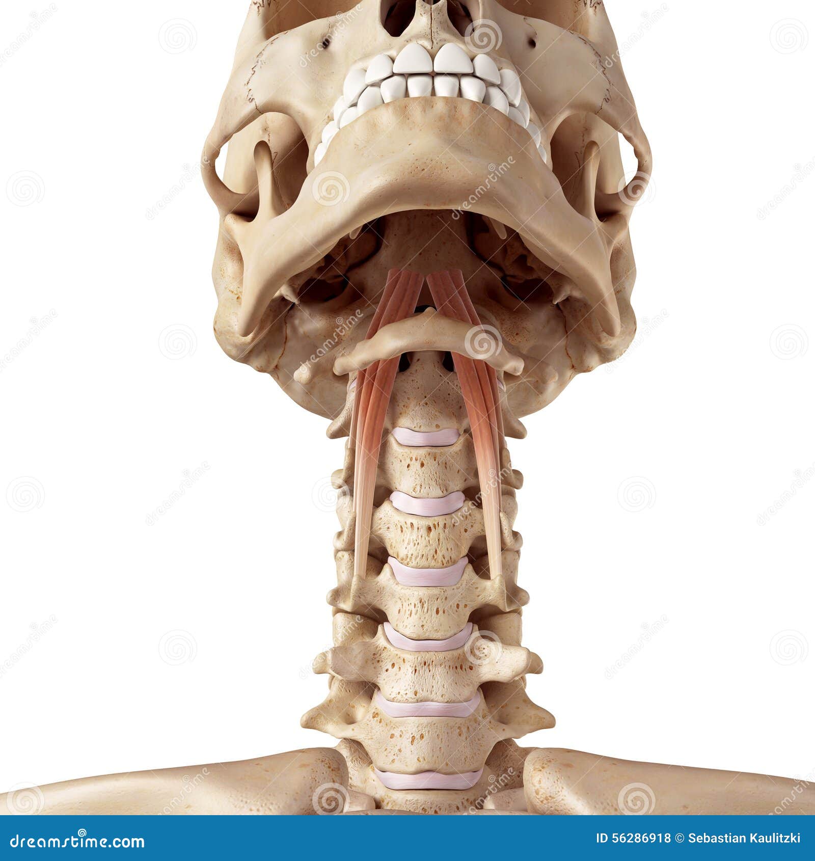 El capitis del longus stock de ilustración. Ilustración de exacto ...