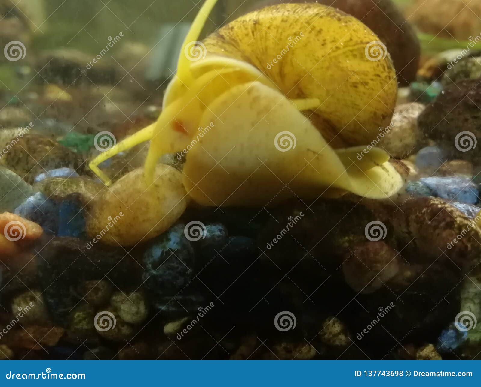 El Caracol Amarillo Lame El Vidrio Foto de archivo - Imagen de caracol ...