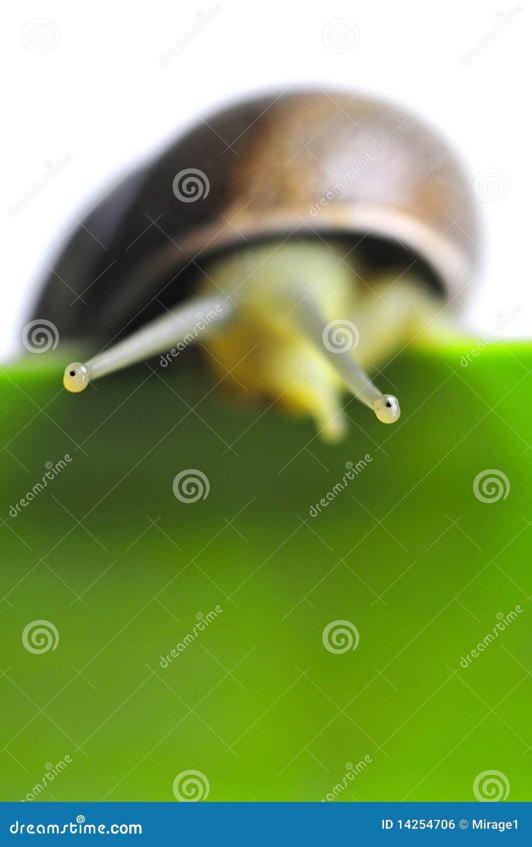 El caracol Eyes macro foto de archivo. Imagen de hoja - 14254706