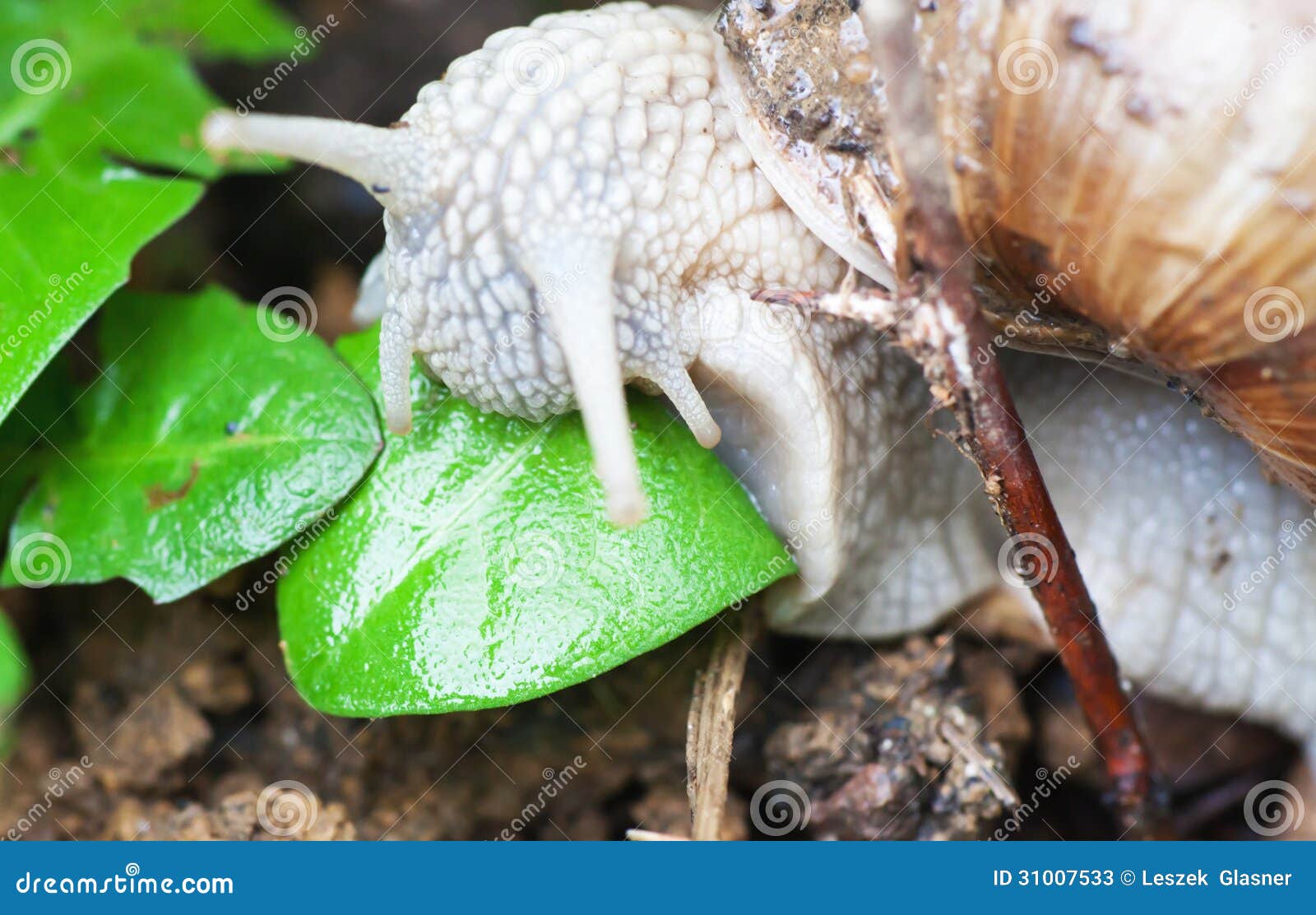 El Caracol Romano Macro Come La Hoja Imagen de archivo - Imagen de ...