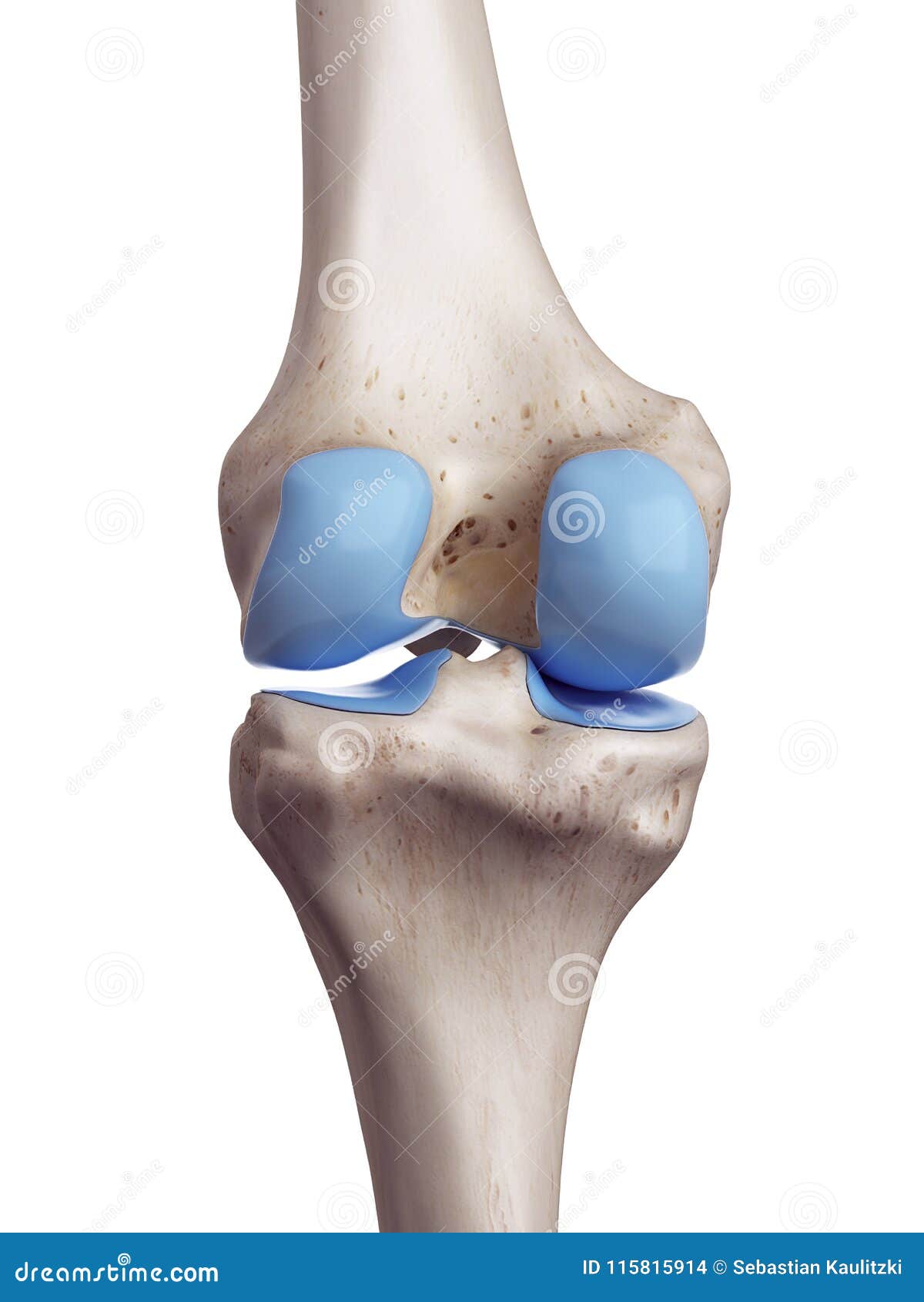 El cartílago de la rodilla stock de ilustración. Ilustración de ...