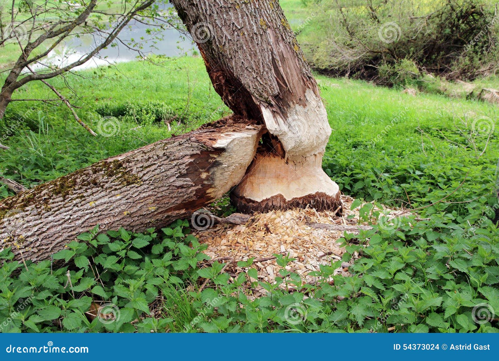 El Castor Ha Roído Un Tronco De árbol Foto de archivo - Imagen de ...