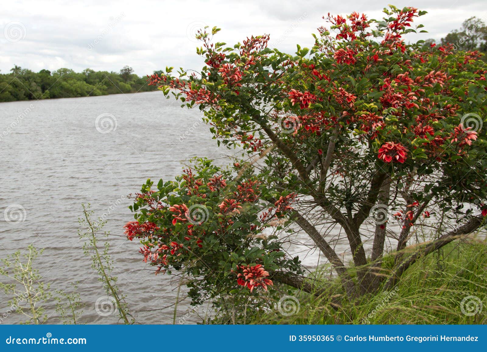 EL Ceibo imagem de stock. Imagem de flor, vermelho, naturalizado - 35950365