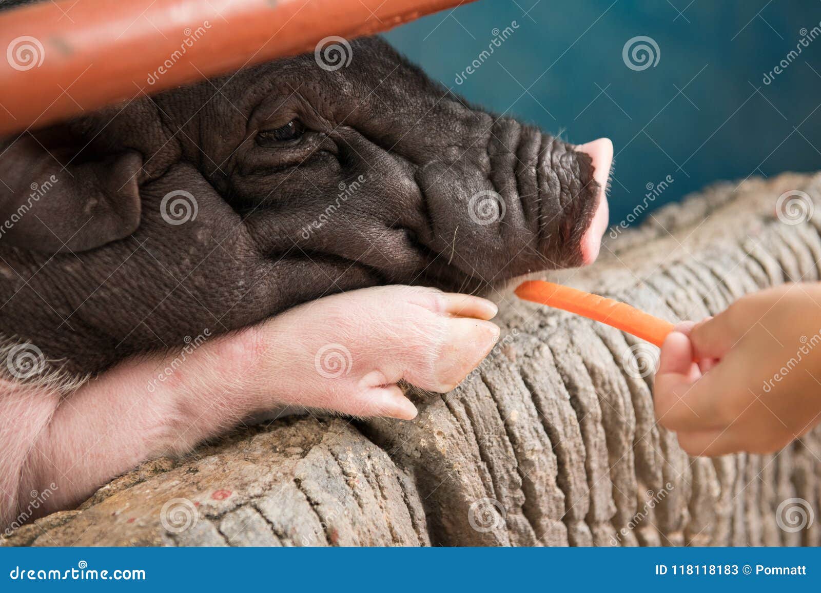 El cerdo come la zanahoria imagen de archivo. Imagen de cerdos - 118118183