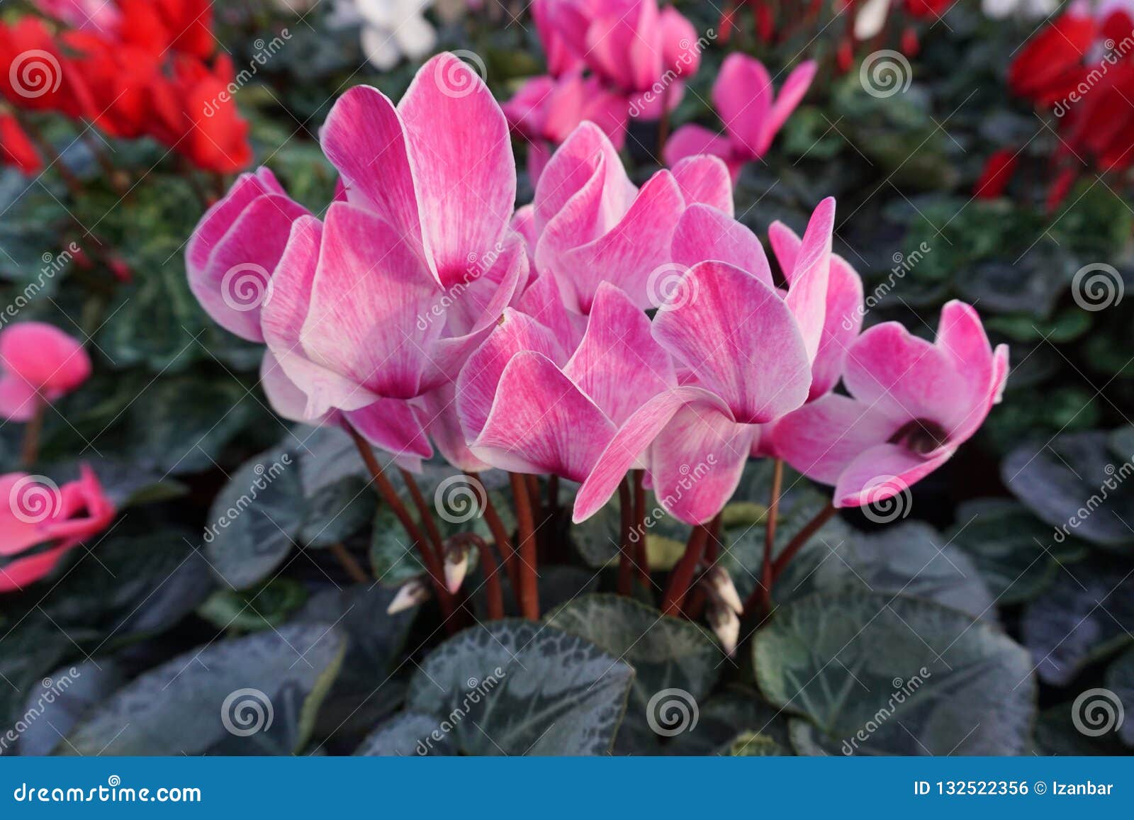 El Ciclamen Florece Colores Multi Foto de archivo - Imagen de ...