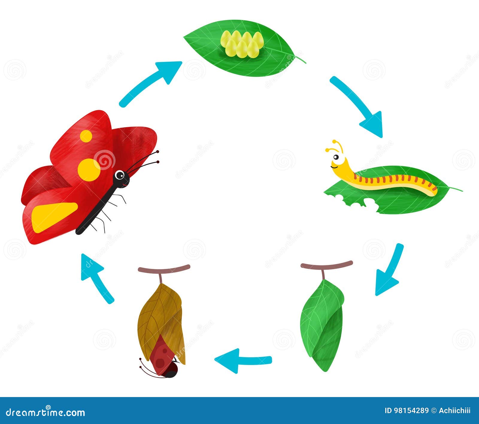 El Ciclo De Vida De Una Mariposa Ilustración del Vector - Ilustración ...