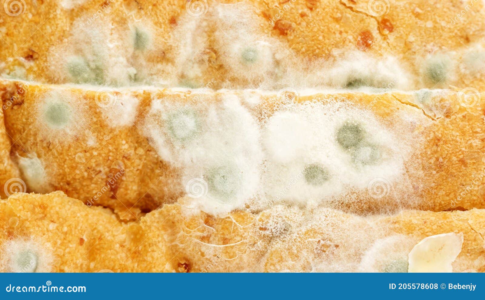 El Cierre Del Pan Tiene Un Hongo Foto de archivo - Imagen de sano ...
