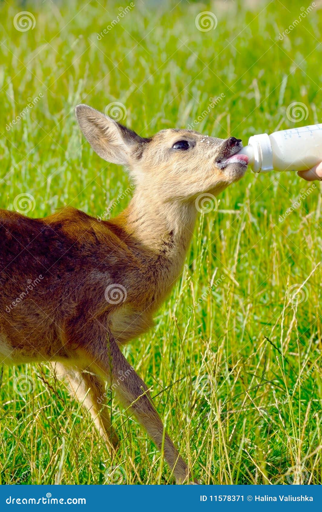 El Ciervo Lindo Bebe La Leche Imagen de archivo - Imagen de oriente ...
