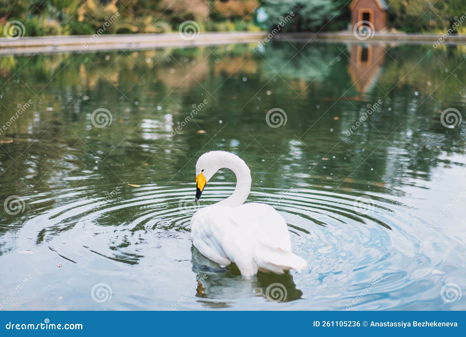 El Cisne Nada En El Estanque Foto de archivo - Imagen de pureza ...