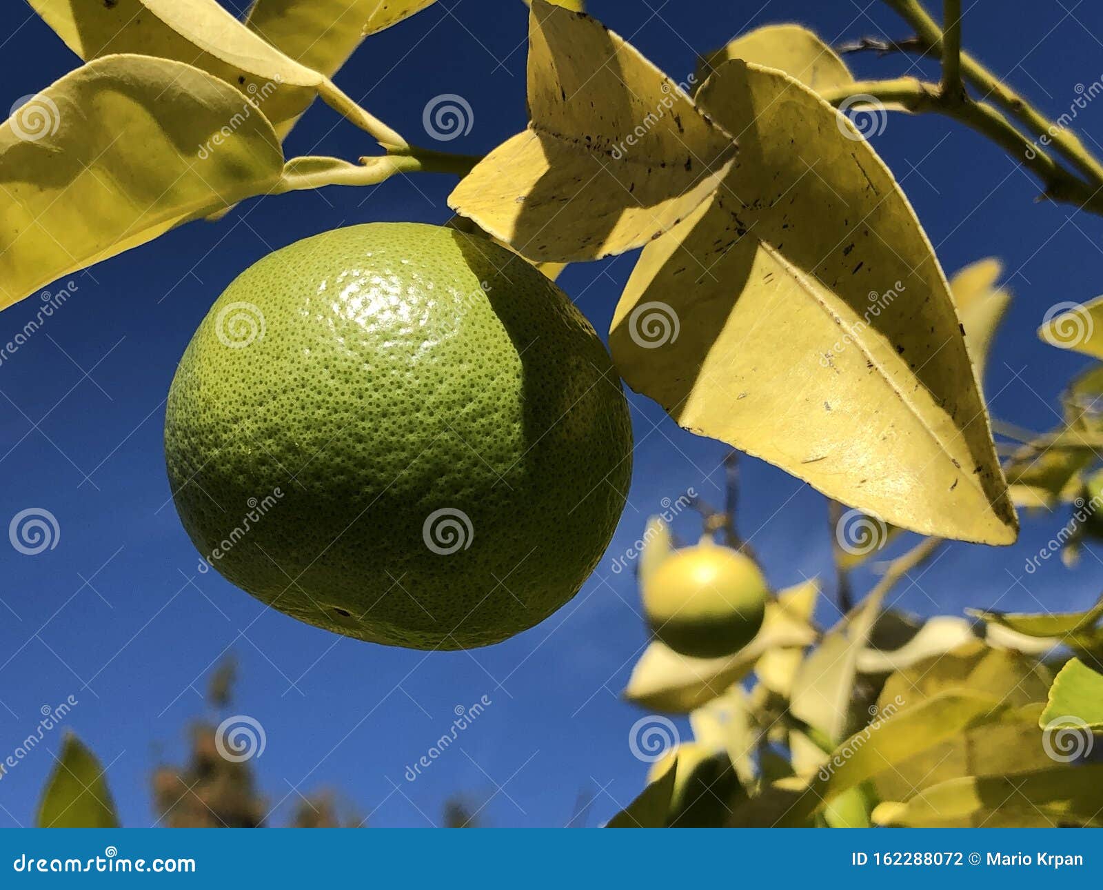 El Citrus Paradisi Adamsapfel Oder Paradiesapfel Foto de archivo ...