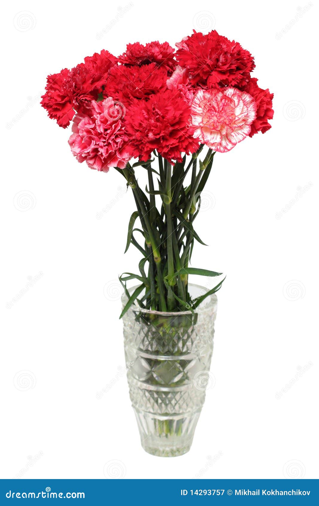 El Clavel Florece El Ramo En Florero Imagen de archivo - Imagen de ...