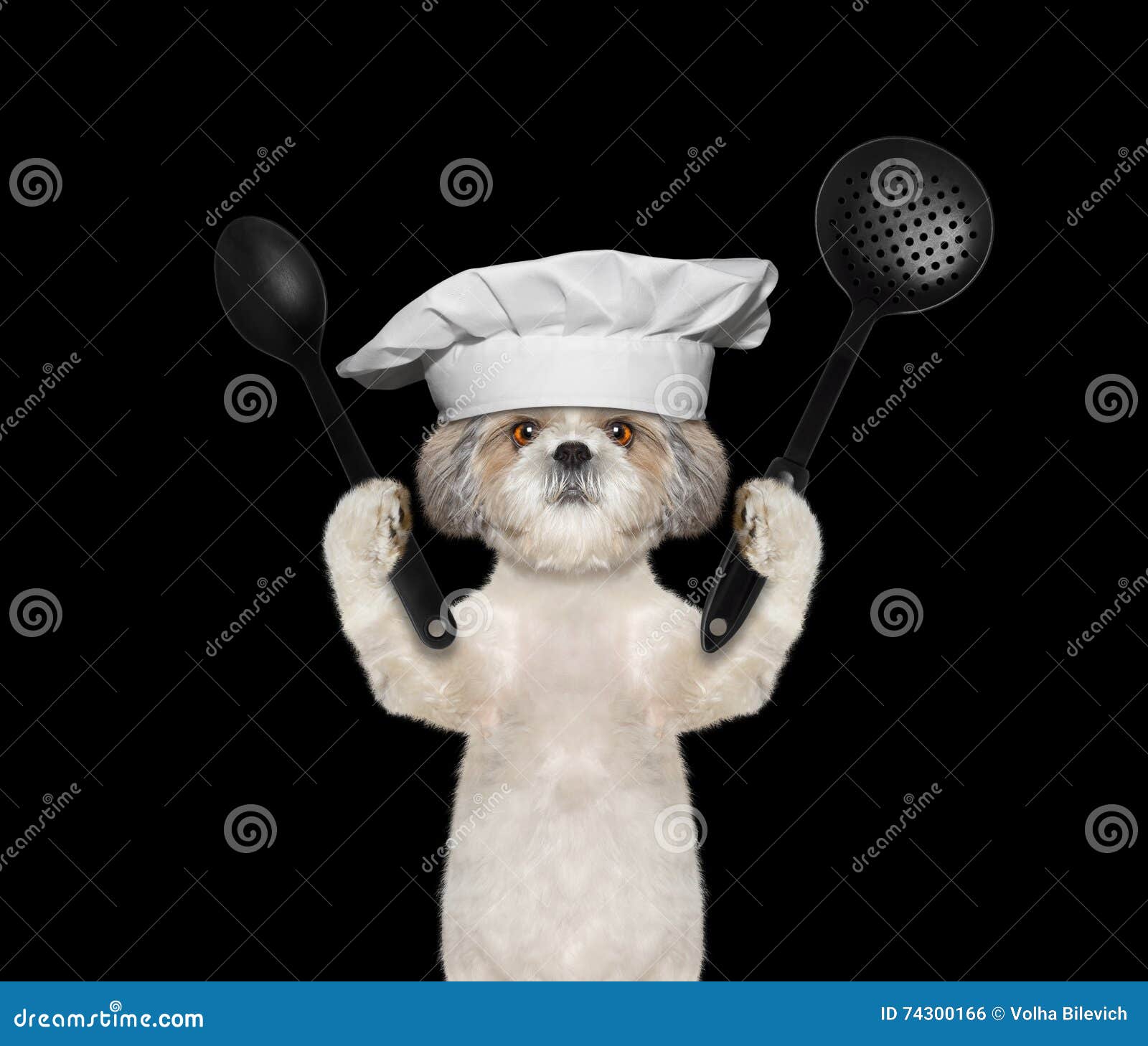 El Cocinero Del Perro Va a Preparar Comidas Foto de archivo - Imagen de ...